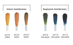 Amnicator | Innovatek Medical Inc.